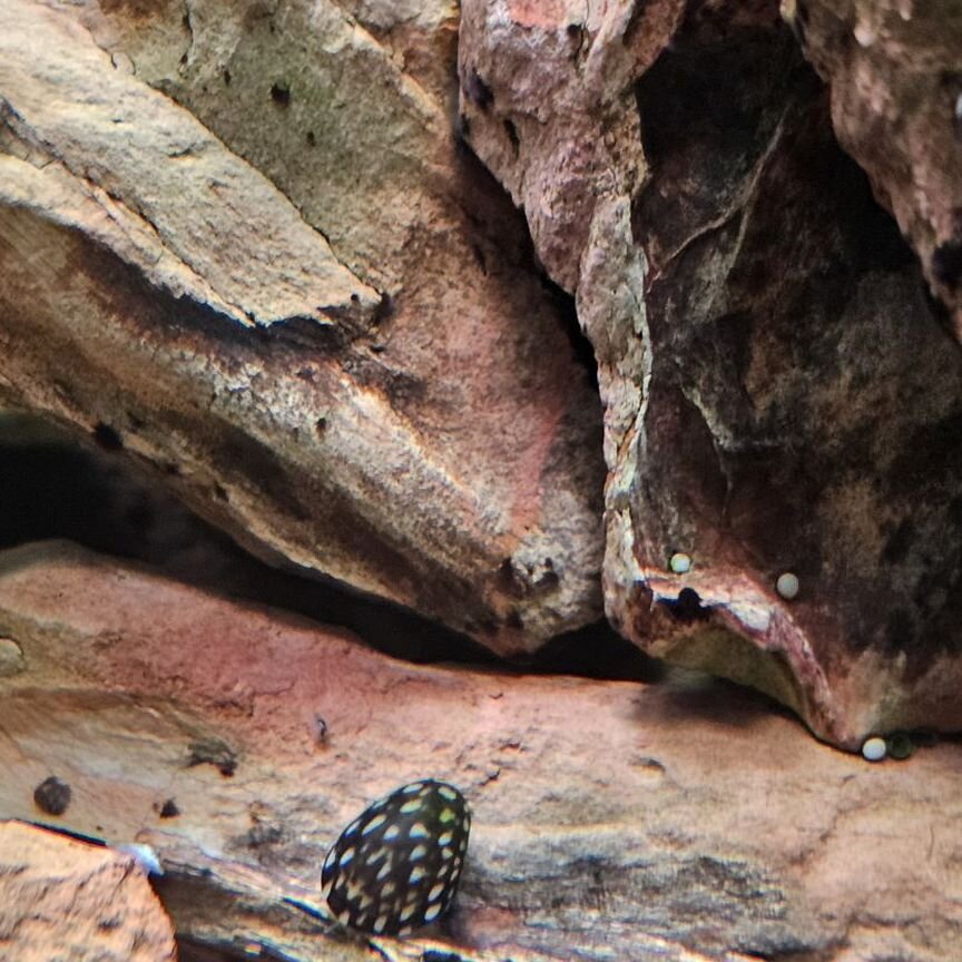 Теодоксус улитка