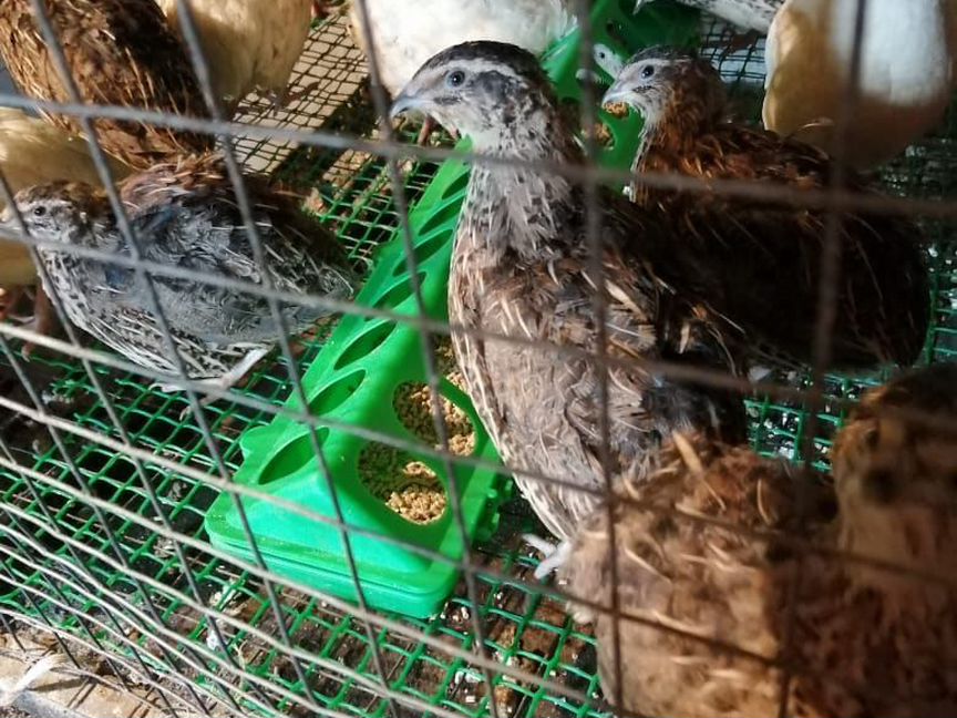 Общипка курей и утей