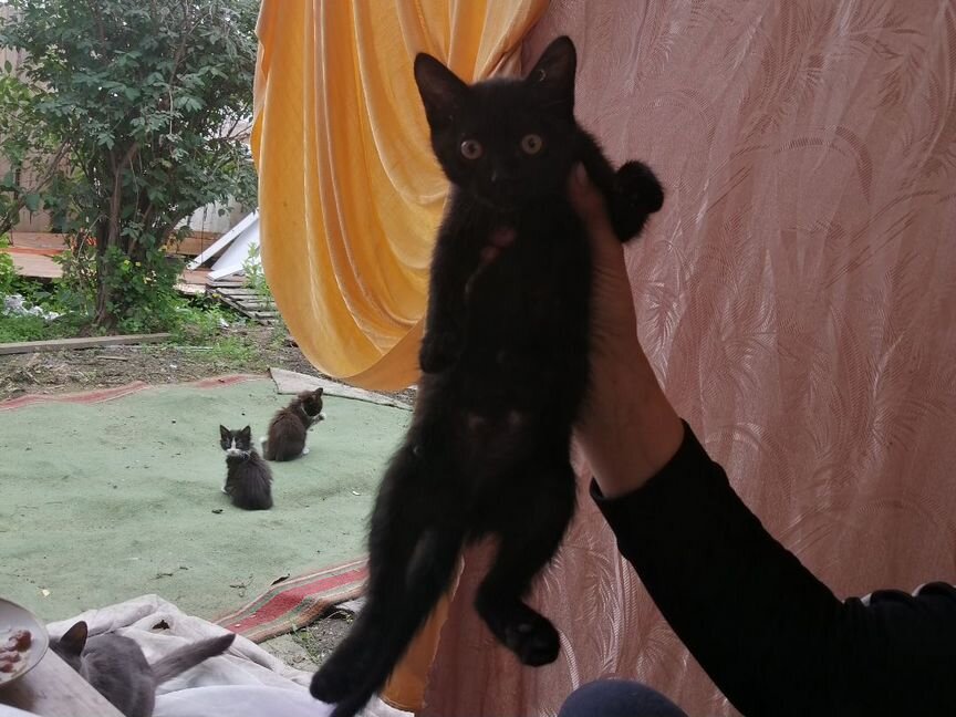 Бомбейский котенок