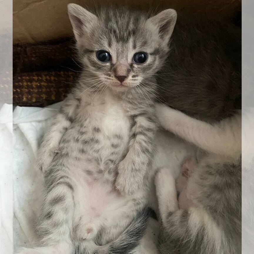2 котенка