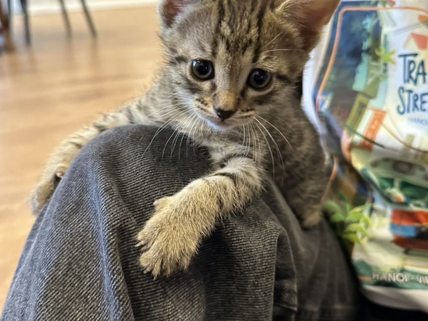 Котенок