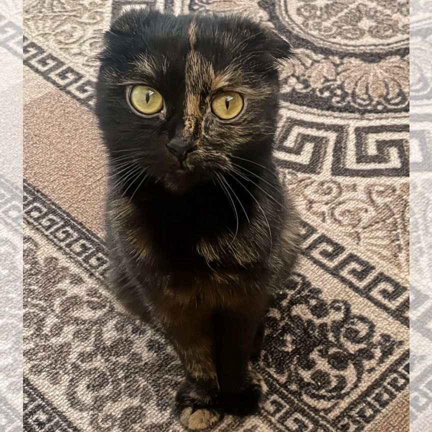 Шотландская вислоухая короткошёрстная, взрослая кошка