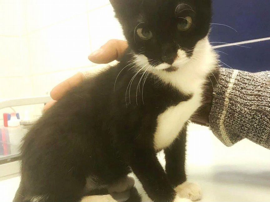 Котенок мальчик