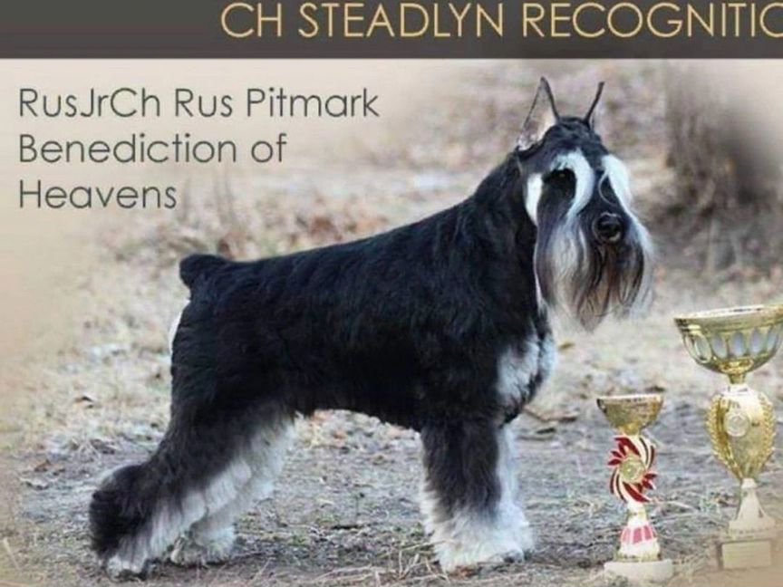 Цвергшнауцер чёрный с серебром