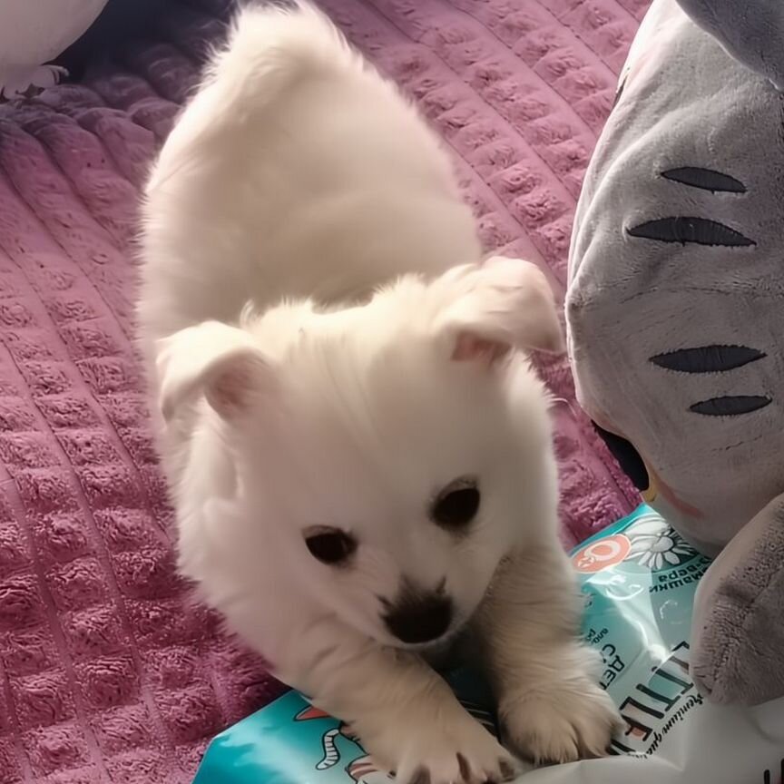 Чихуахуа, щенок