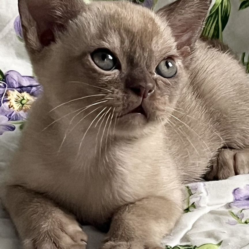 Европейский бурманский котёнок