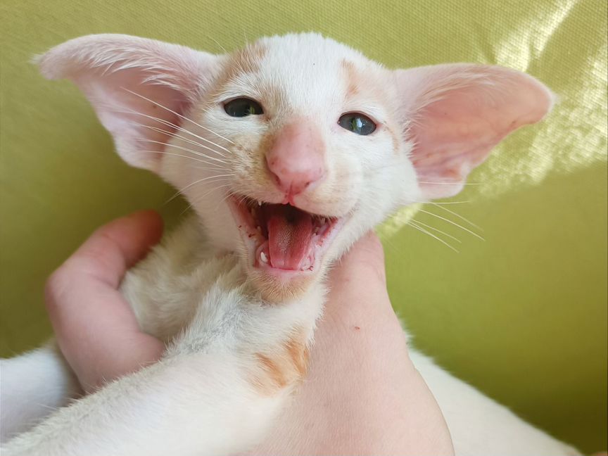 Ориентальная