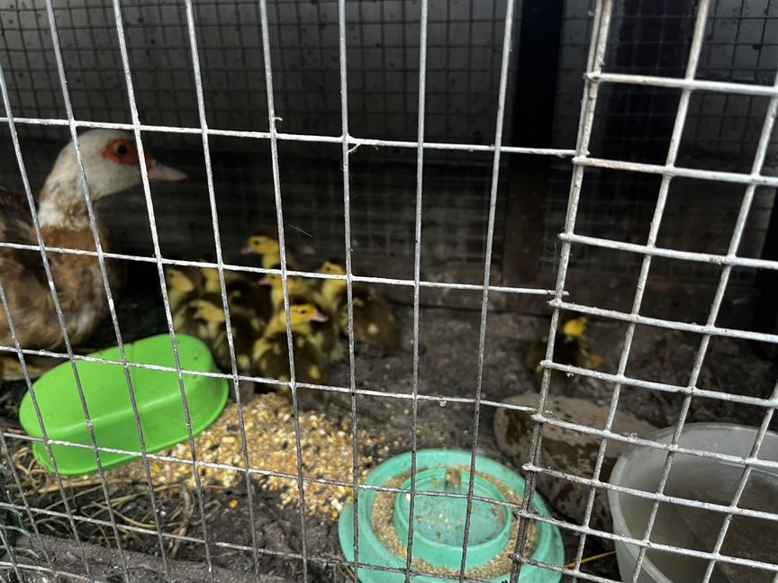 Утята шипуны