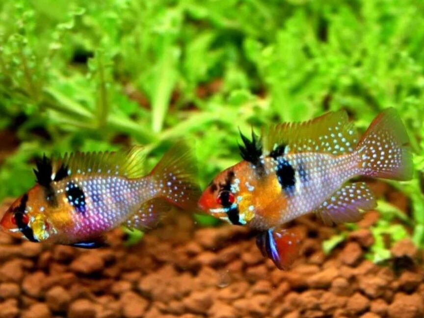 Карликовые цихлиды рамирези и пельвик