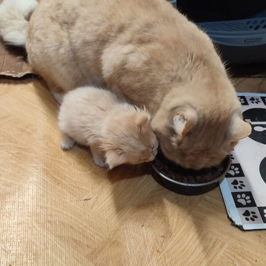 Котята