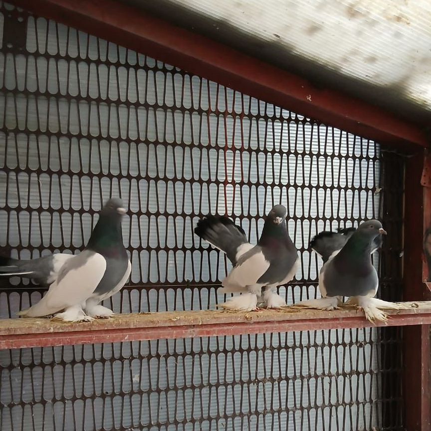 Царицынские голуби