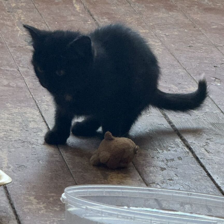 Котенок