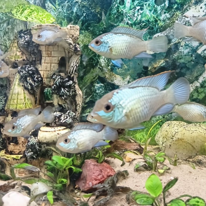 Наннакара неоновая мальки шесть месяцев