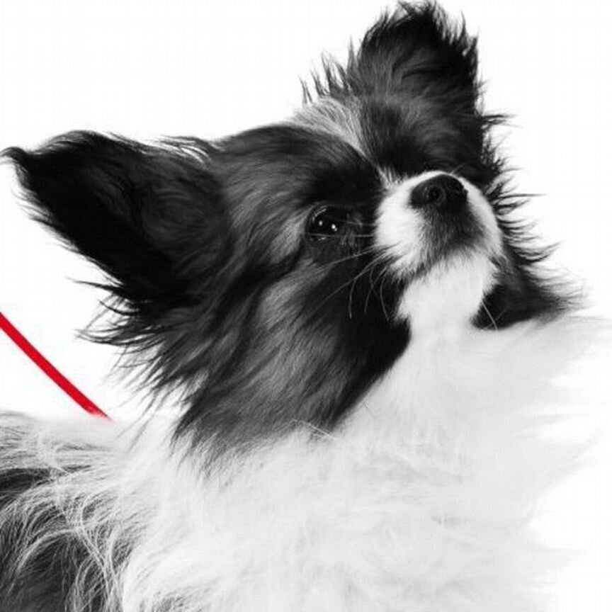 Корм для собак Royal canin puppy x small