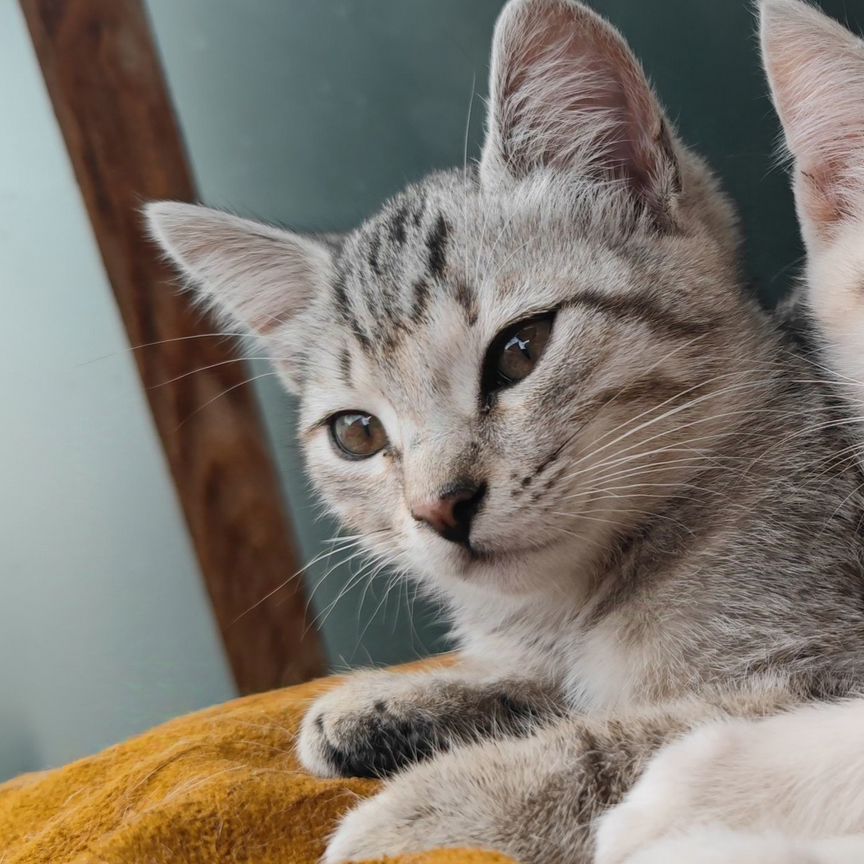 Котичка котенок котейка