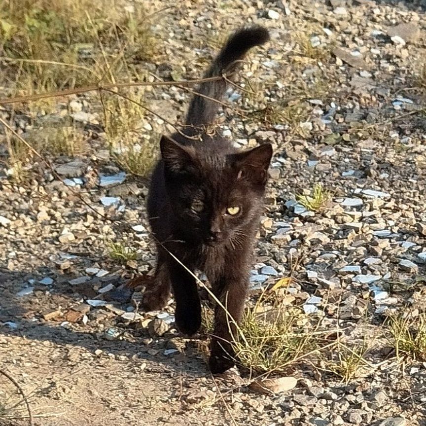 Котенок-мальчик