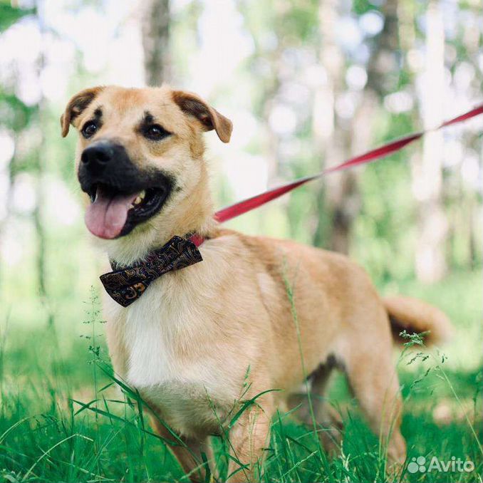 Собака в добрые руки Батлер ищет хозяина