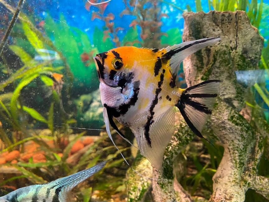 Рыба молинези гуппи скалярии гурами попугай