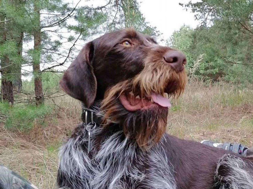 Дратхаар вязка