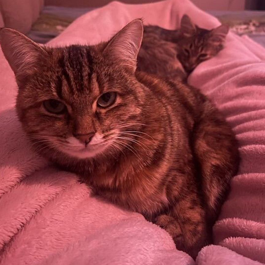 Девочка кошка ищет дом