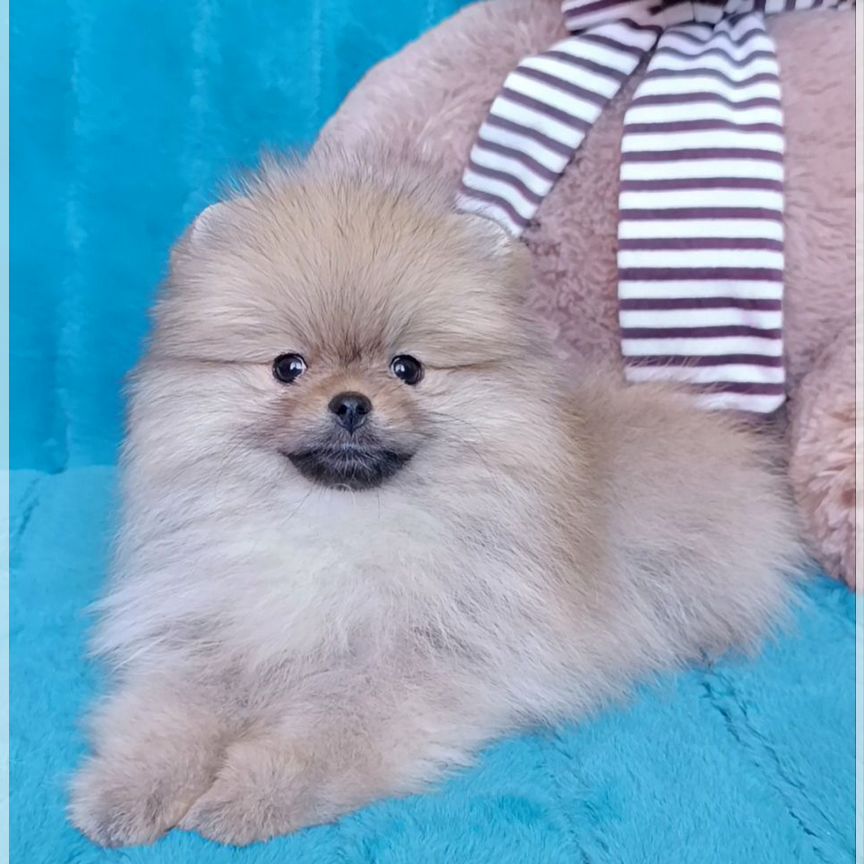 Померанский шпиц, щенок