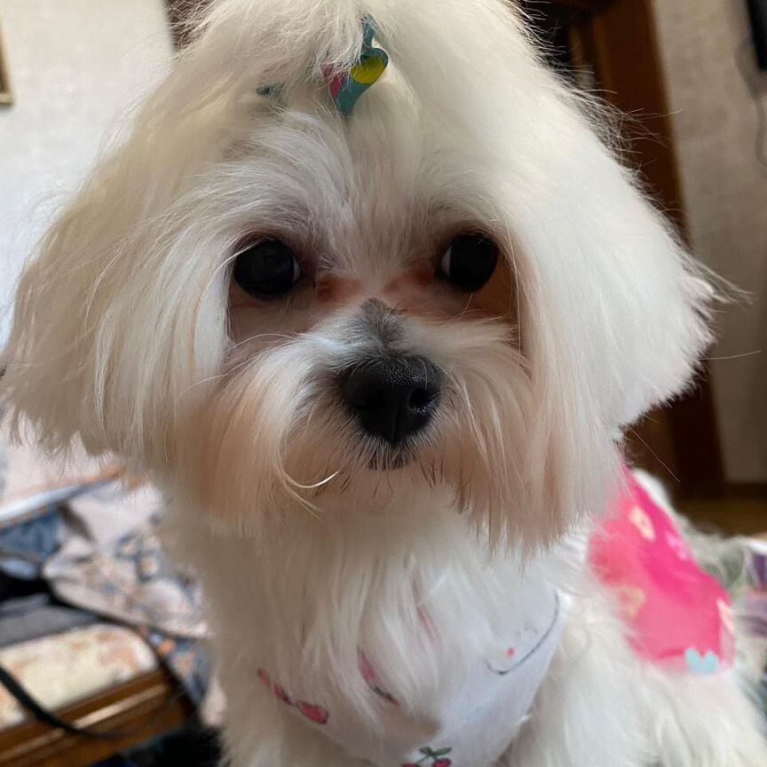 Щенки мальтийской болонки