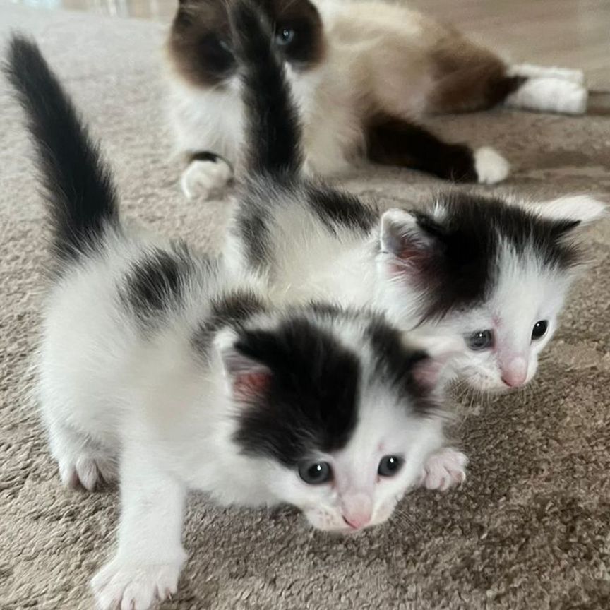 Котята в добрые руки бесплатно