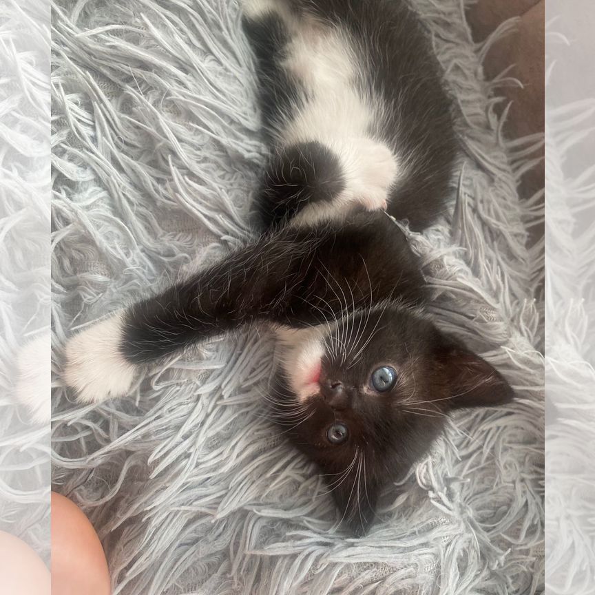 Котёнок в добрые руки