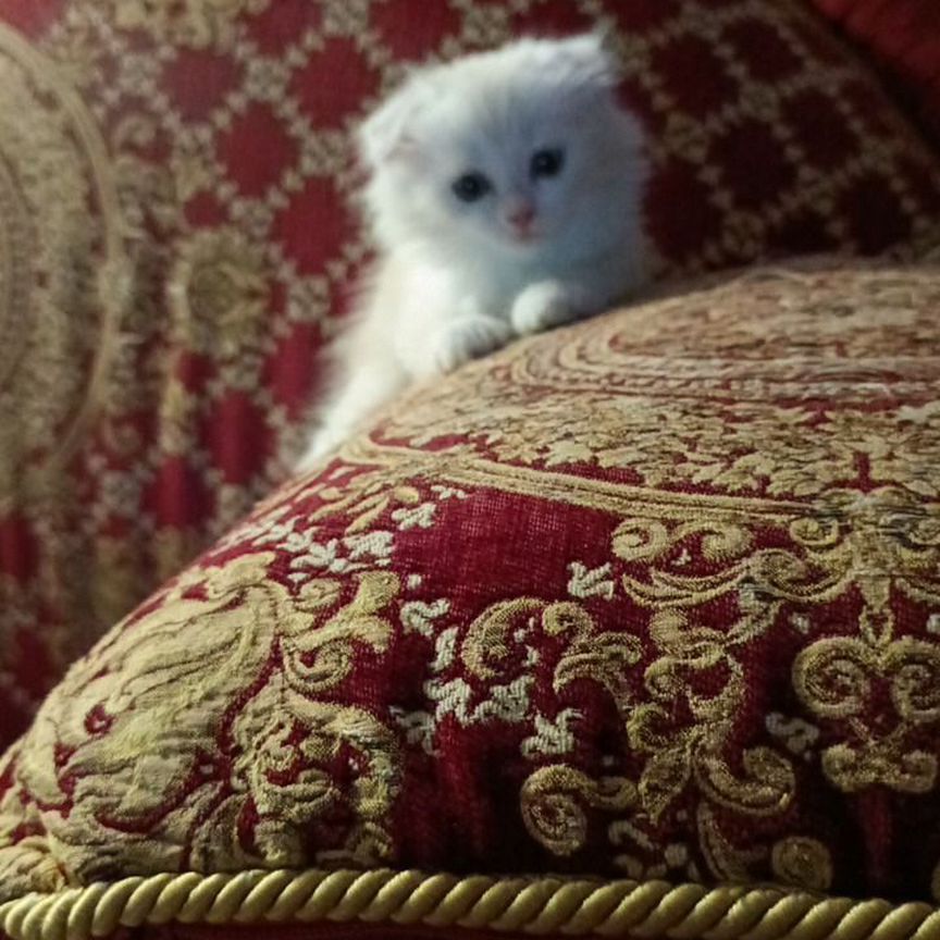 Шотландский вислоухий длинношёрстный котёнок