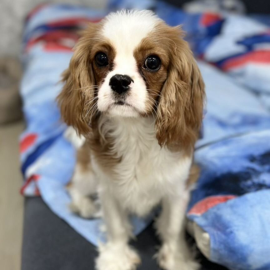 Кинг чарльз спаниель
