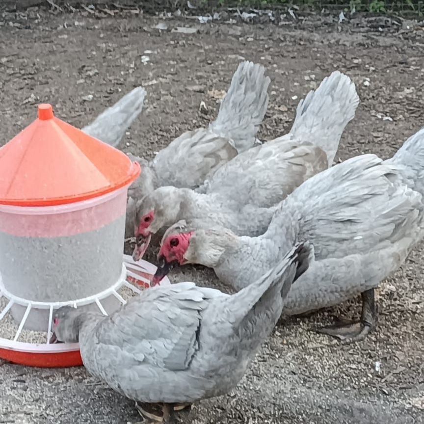 Продам лавандовых мускусных уток