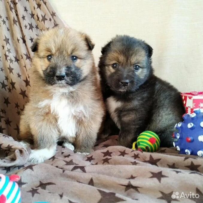 Щенята из приюта, подари дом
