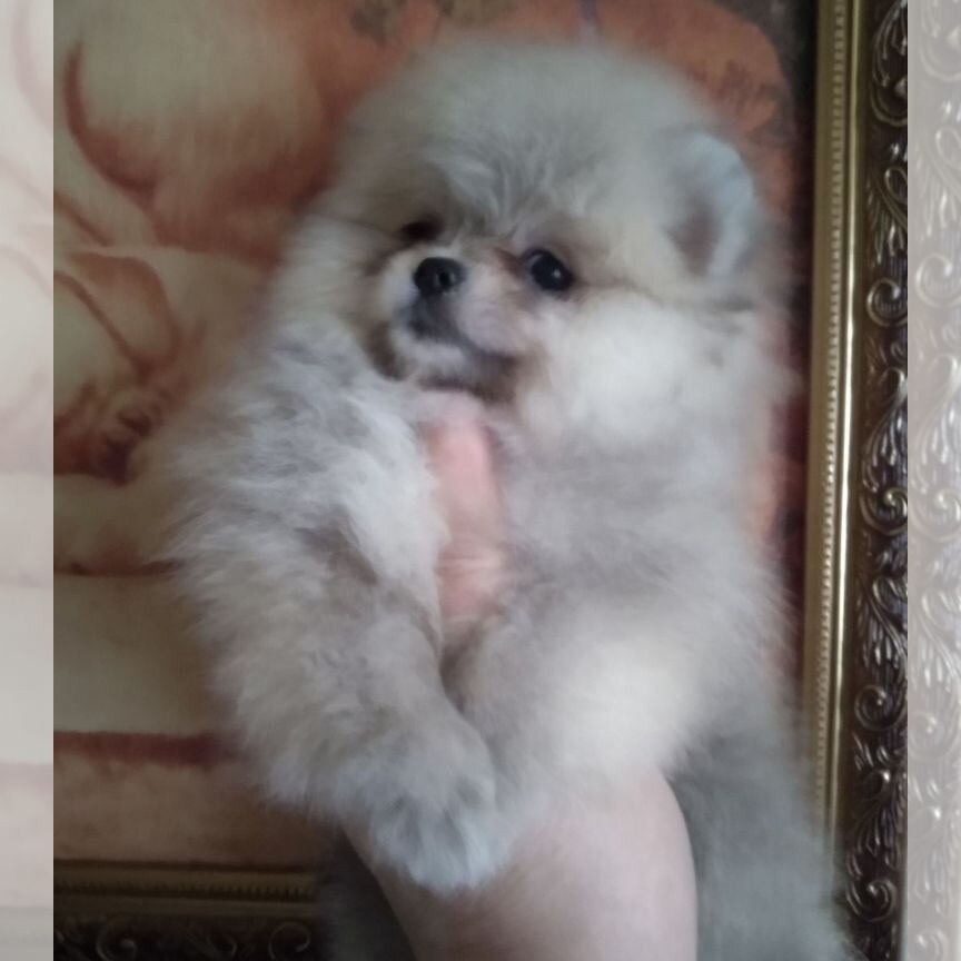 Девочки помераночки