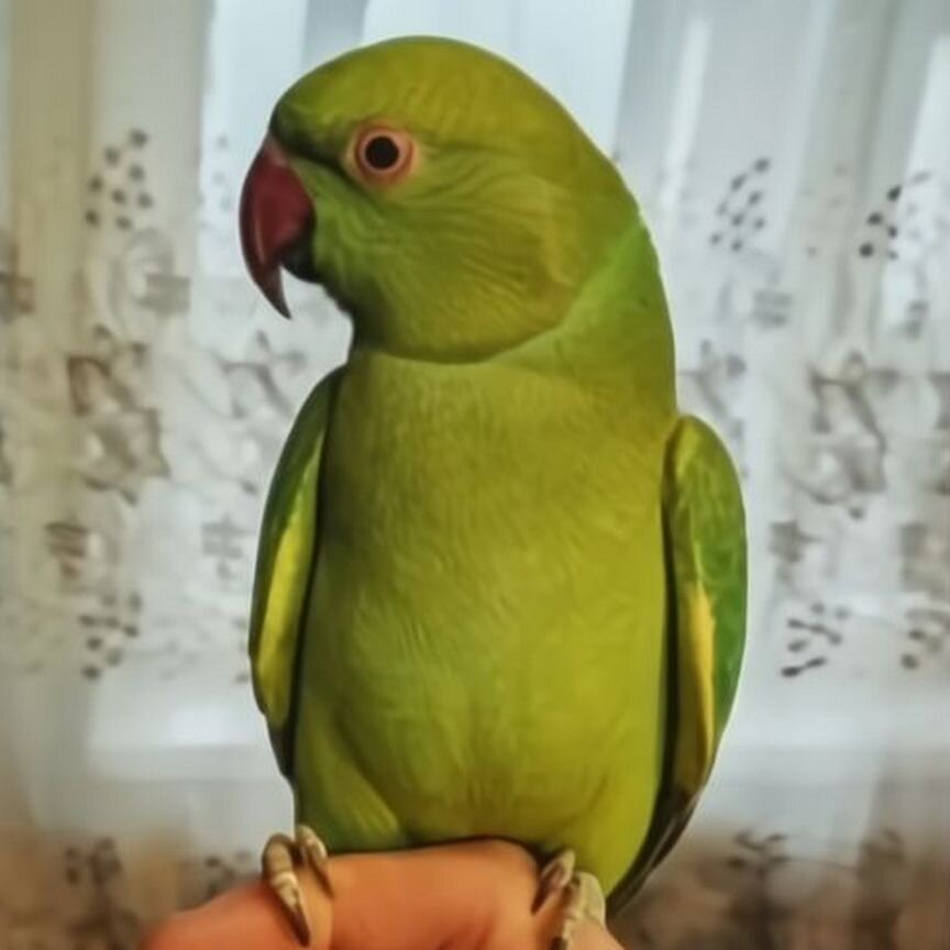 Ожереловый попугай москва