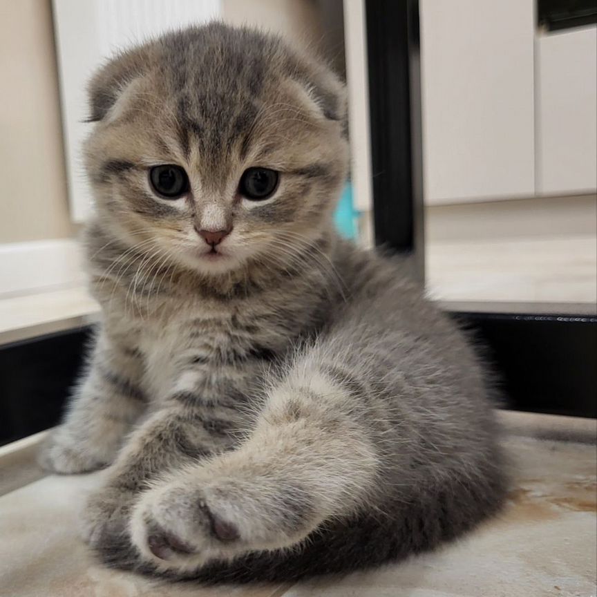 Шотландские вислоухие котята