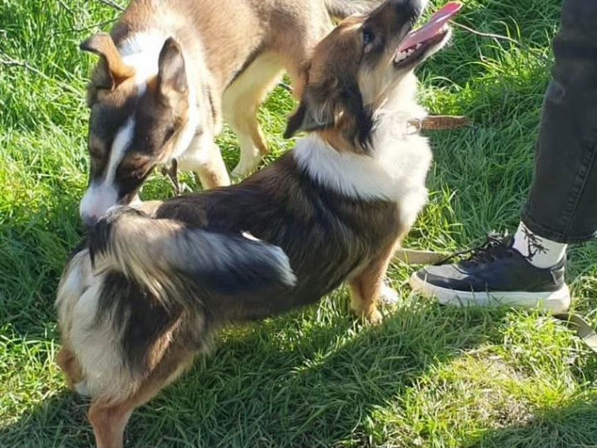 Собака в добрые руки