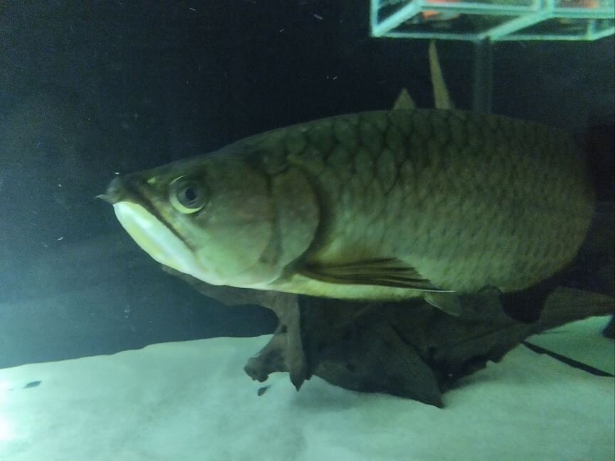 Арована Джардини