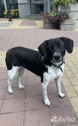 Собака в добоые руки