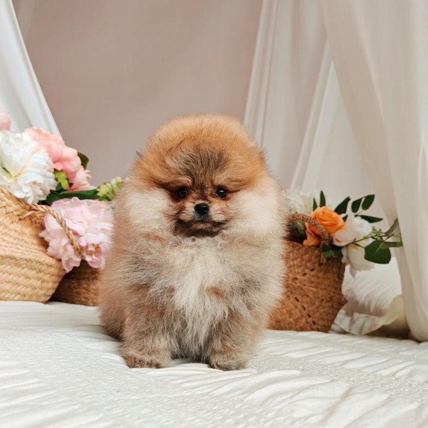 Померанский шпиц мини мальчик