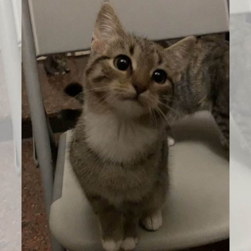 Котёнок в добрые руки