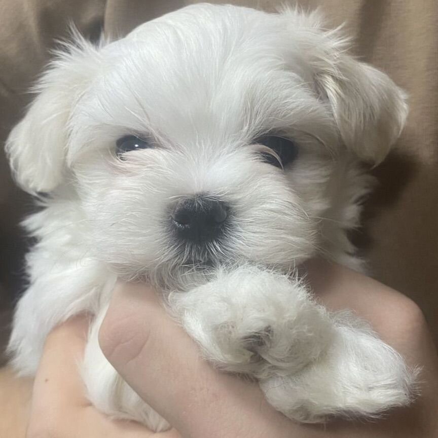 Мальтийская болонка, щенок