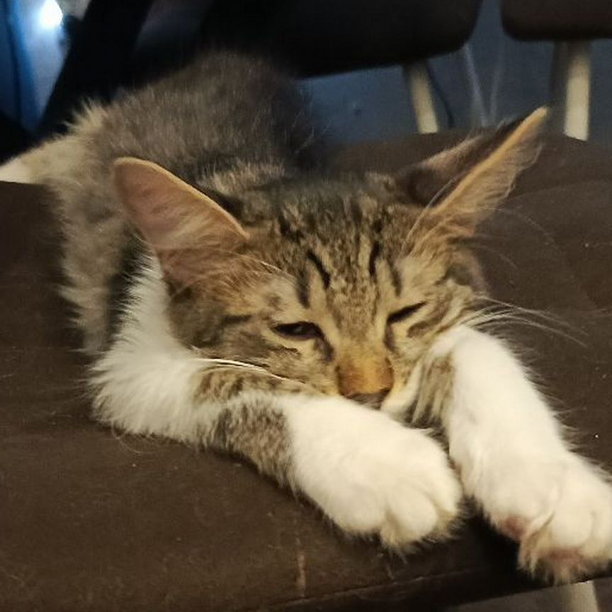 Отдам бесплатно котёнка