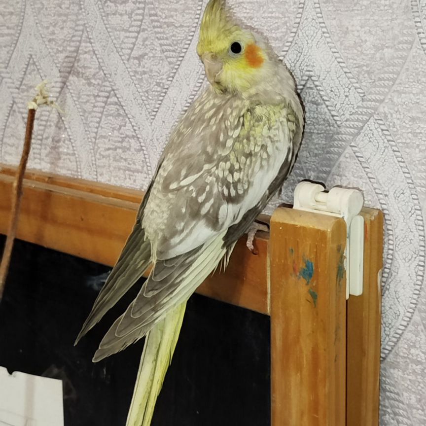 Попугай корелла птенец