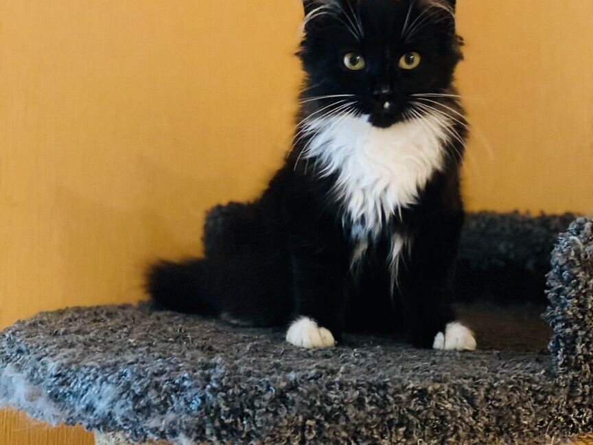 Котенок