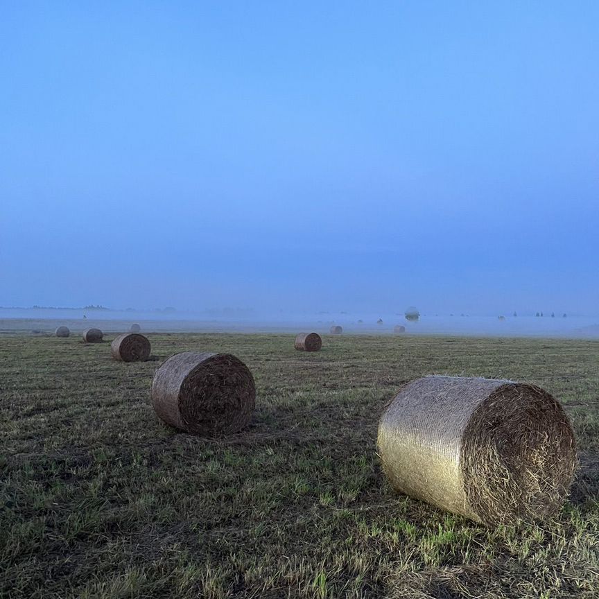 Сено в рулонах