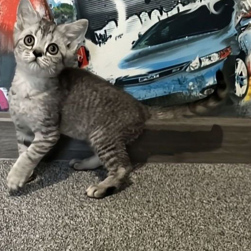 Манчкин котёнок