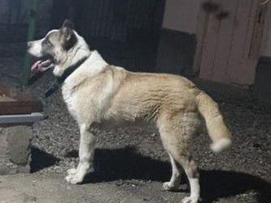 Собака Алабай