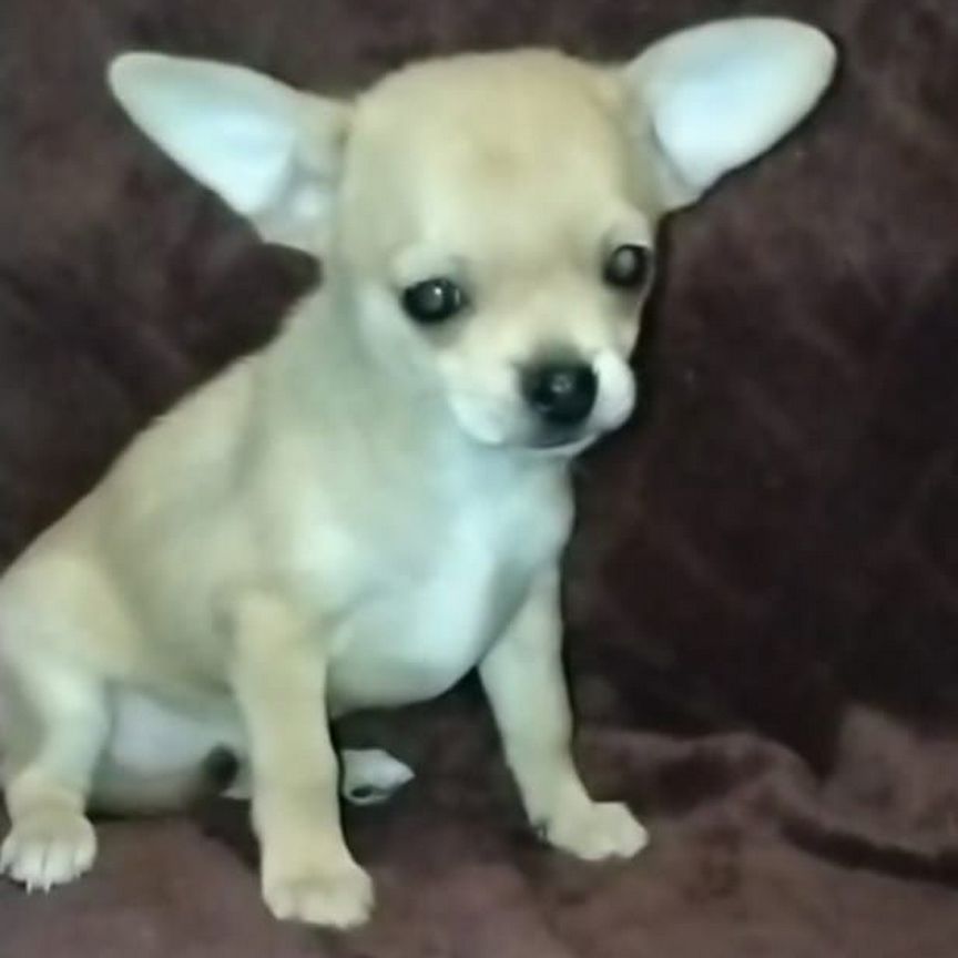 Чихуахуа, щенок