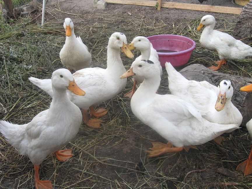 Утки мулард