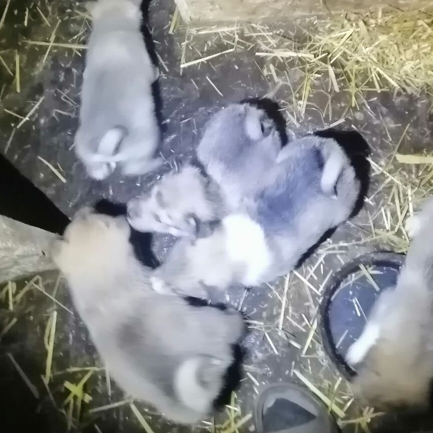 Восточносибирская лайка, щенок